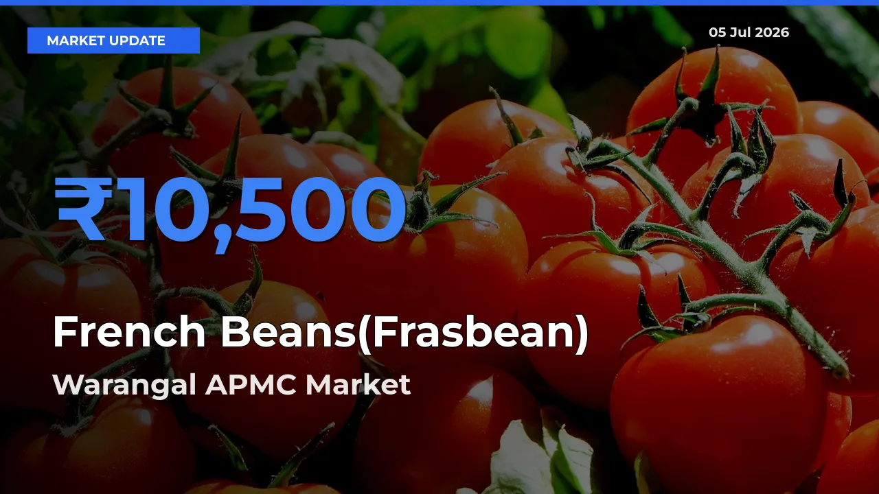 Beans Price Today in Gundlupet APMC Market | Live Rates ₹62/kg
